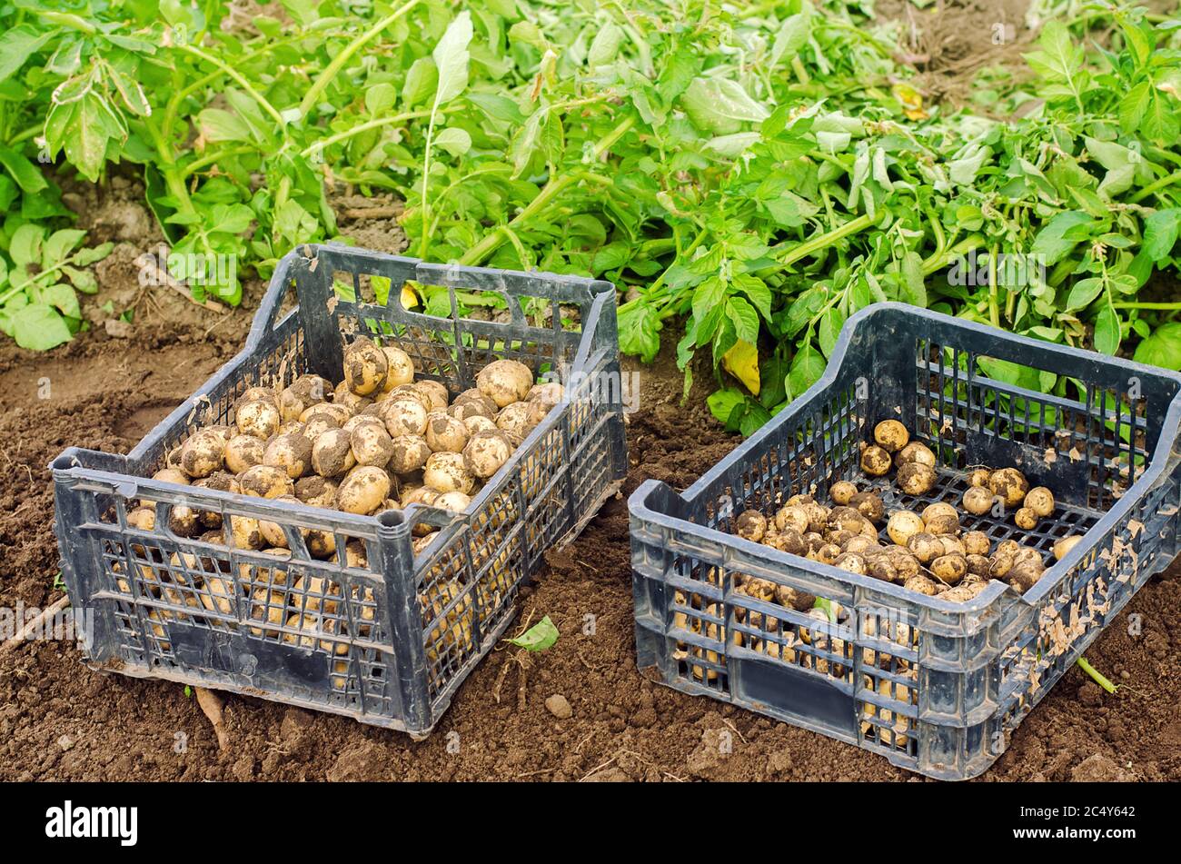 Potato Boxes High Resolution Stock Photography and Images - Alamy