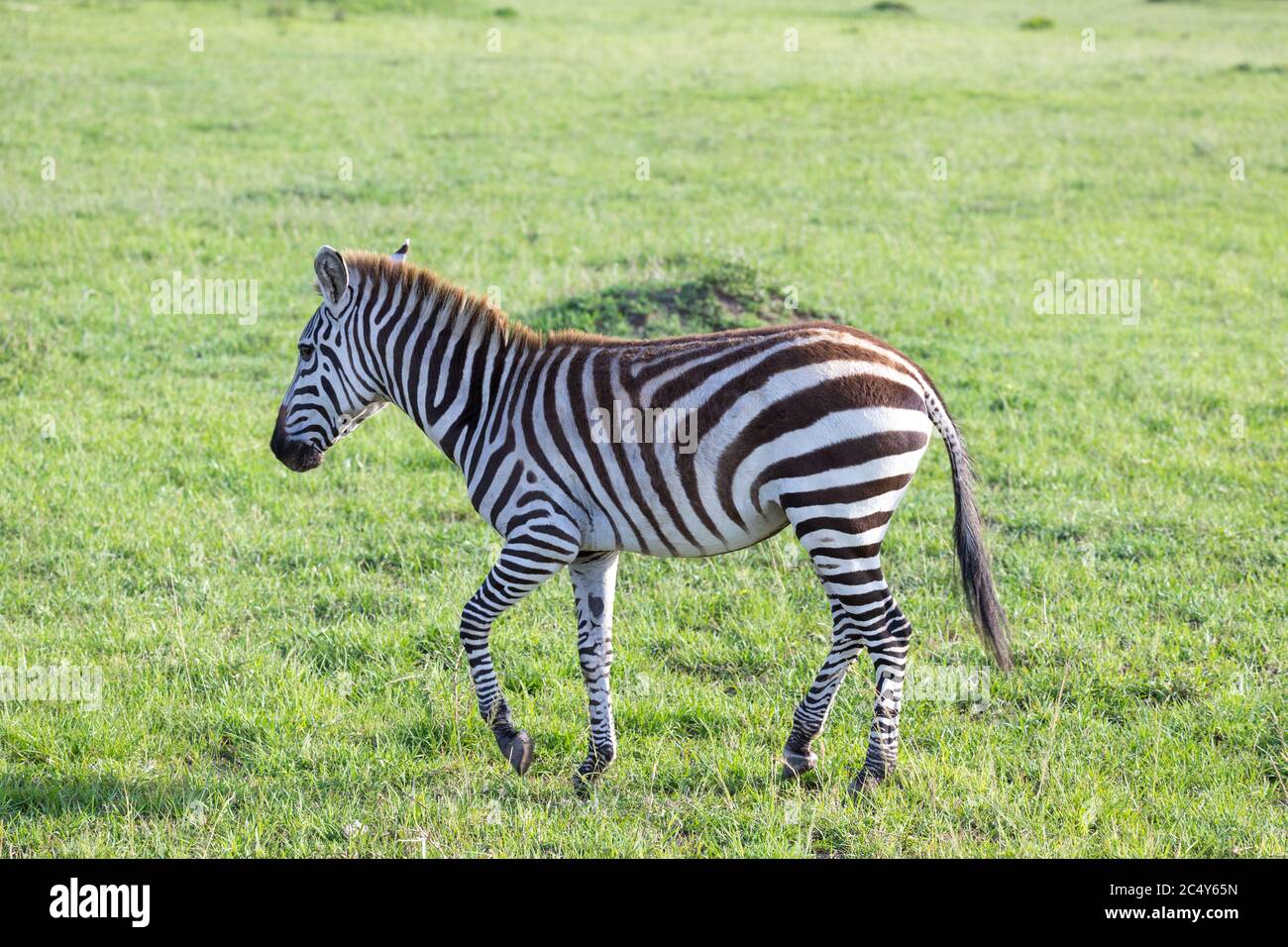 Little zebra hi-res stock photography and images - Alamy