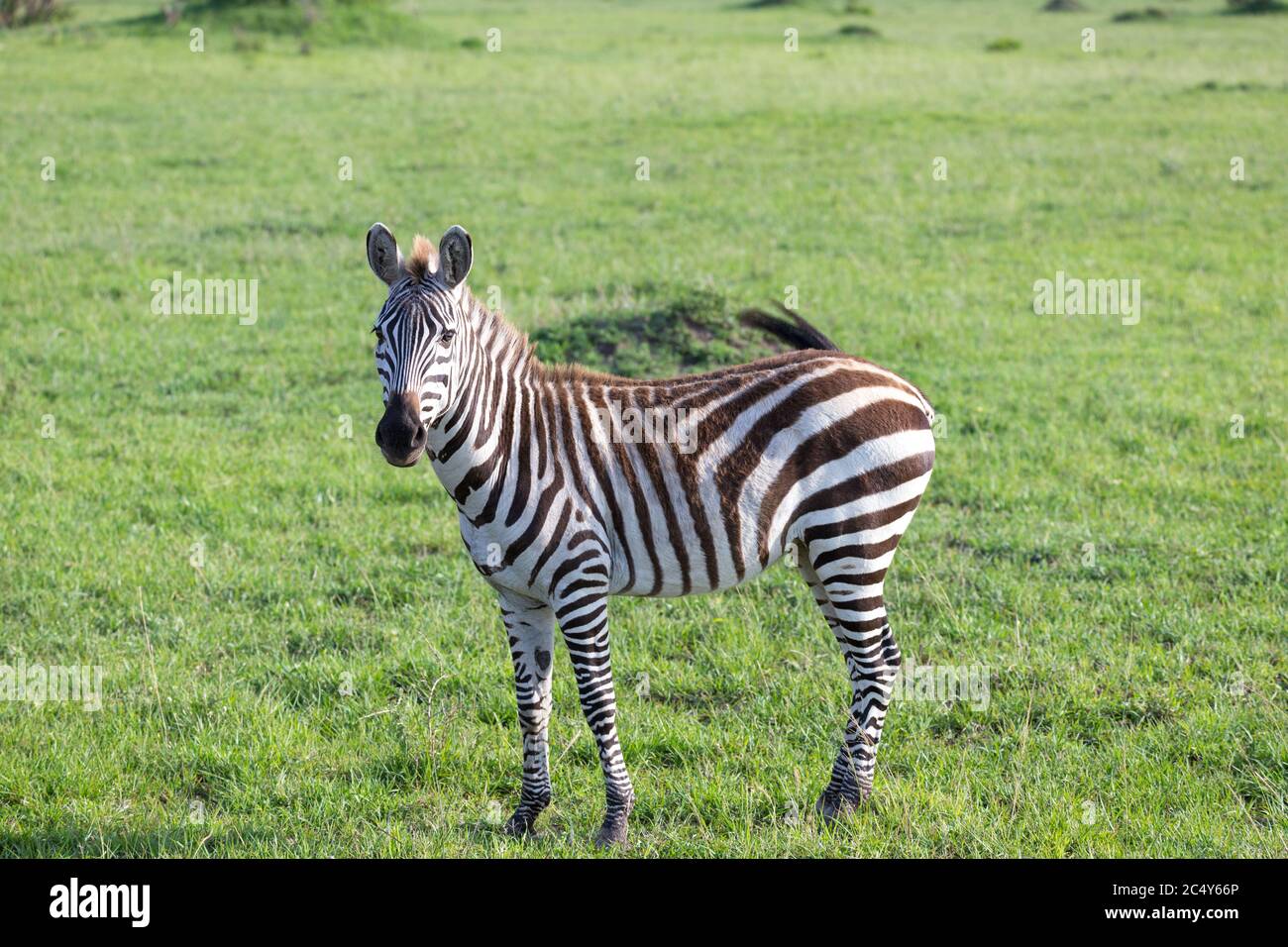 One little zebra in the savannah of Kenya Stock Photo - Alamy
