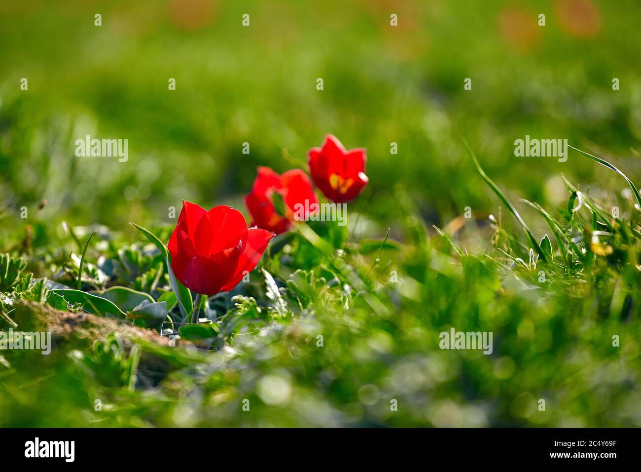 Fields of wild steppe tulips on a cloudy morning. Red wild tulips ...