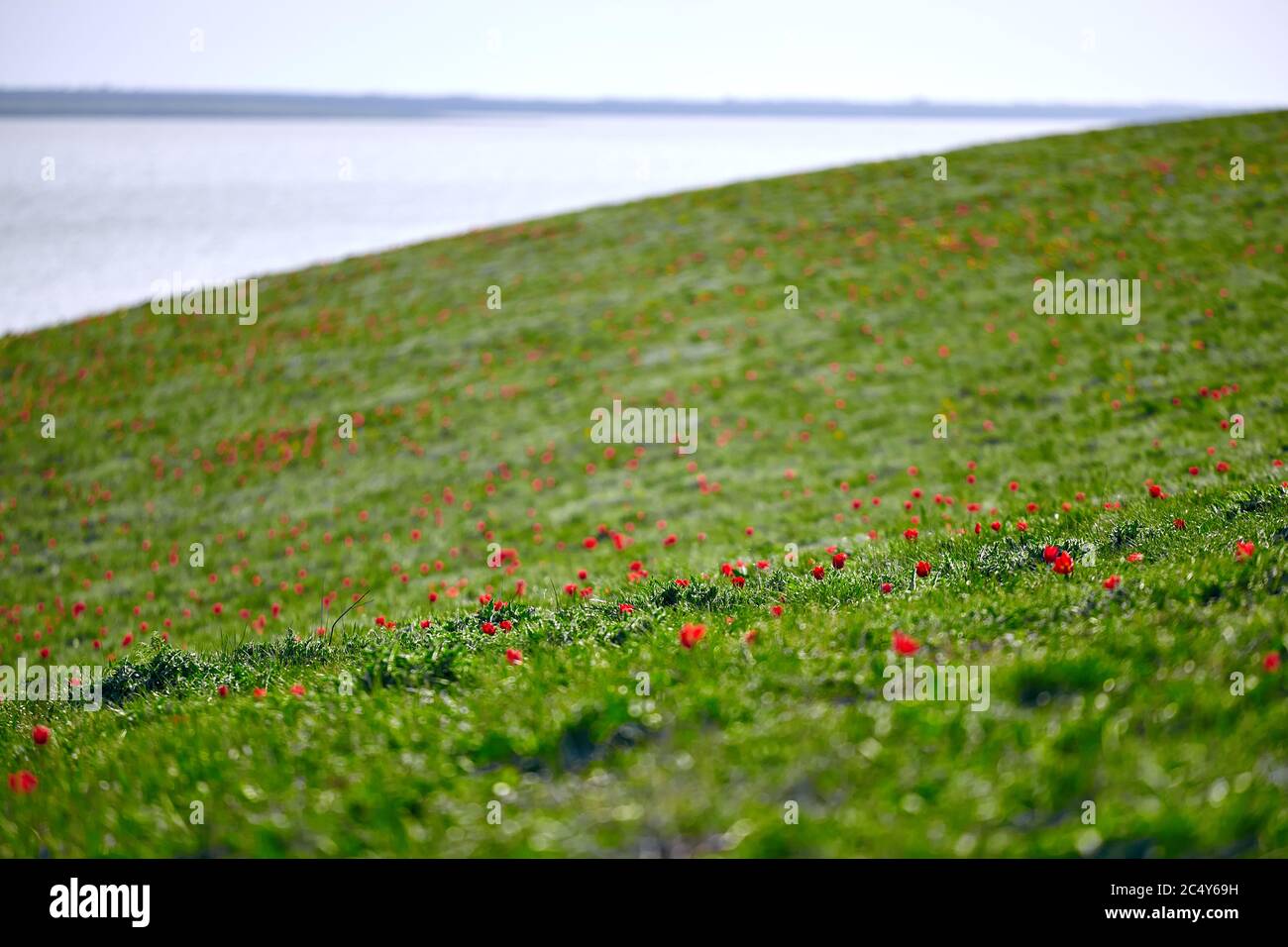 Fields of wild steppe tulips on a cloudy morning. Red wild tulips ...