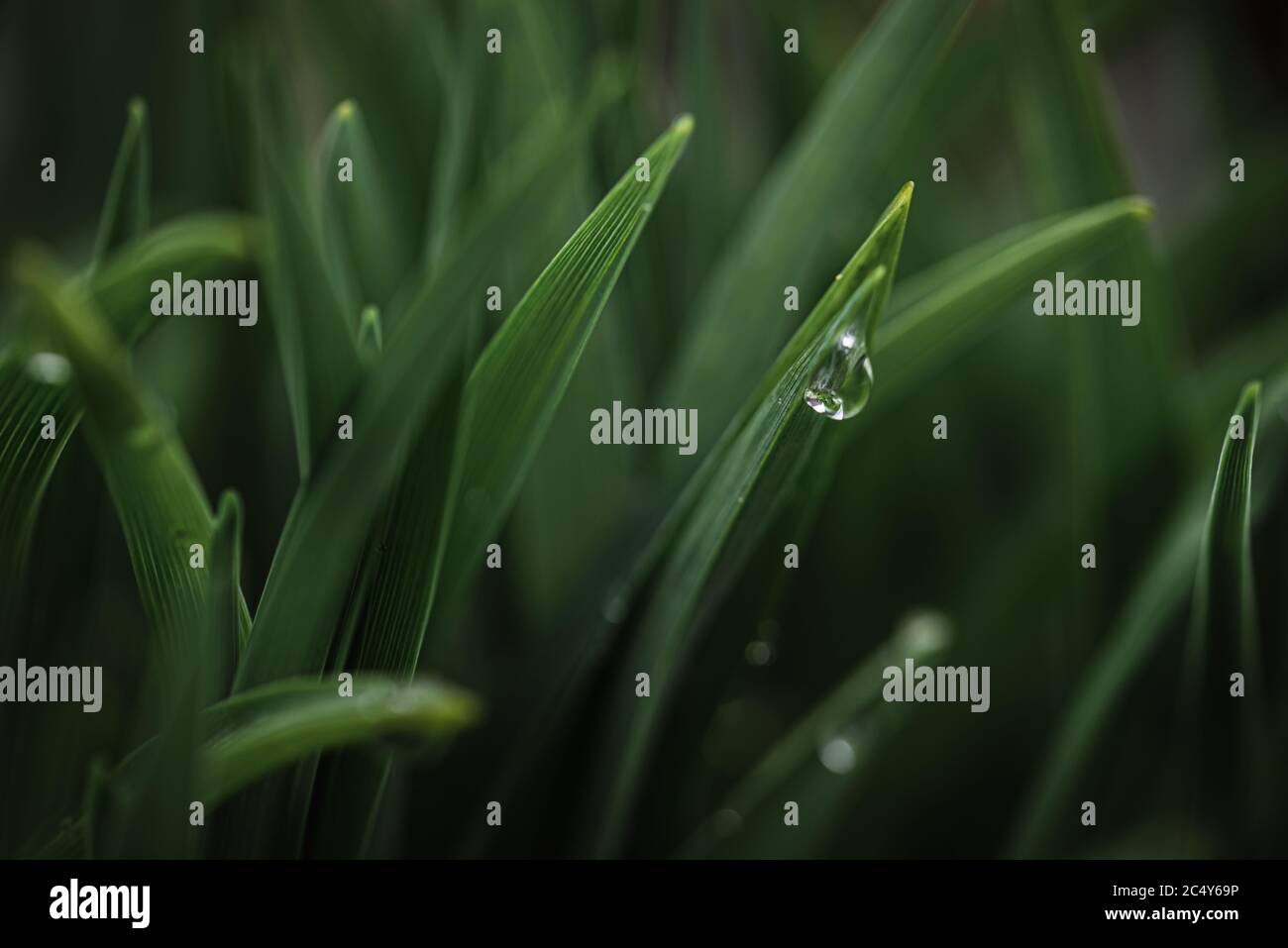Water drop with green leaves hi-res stock photography and images - Alamy