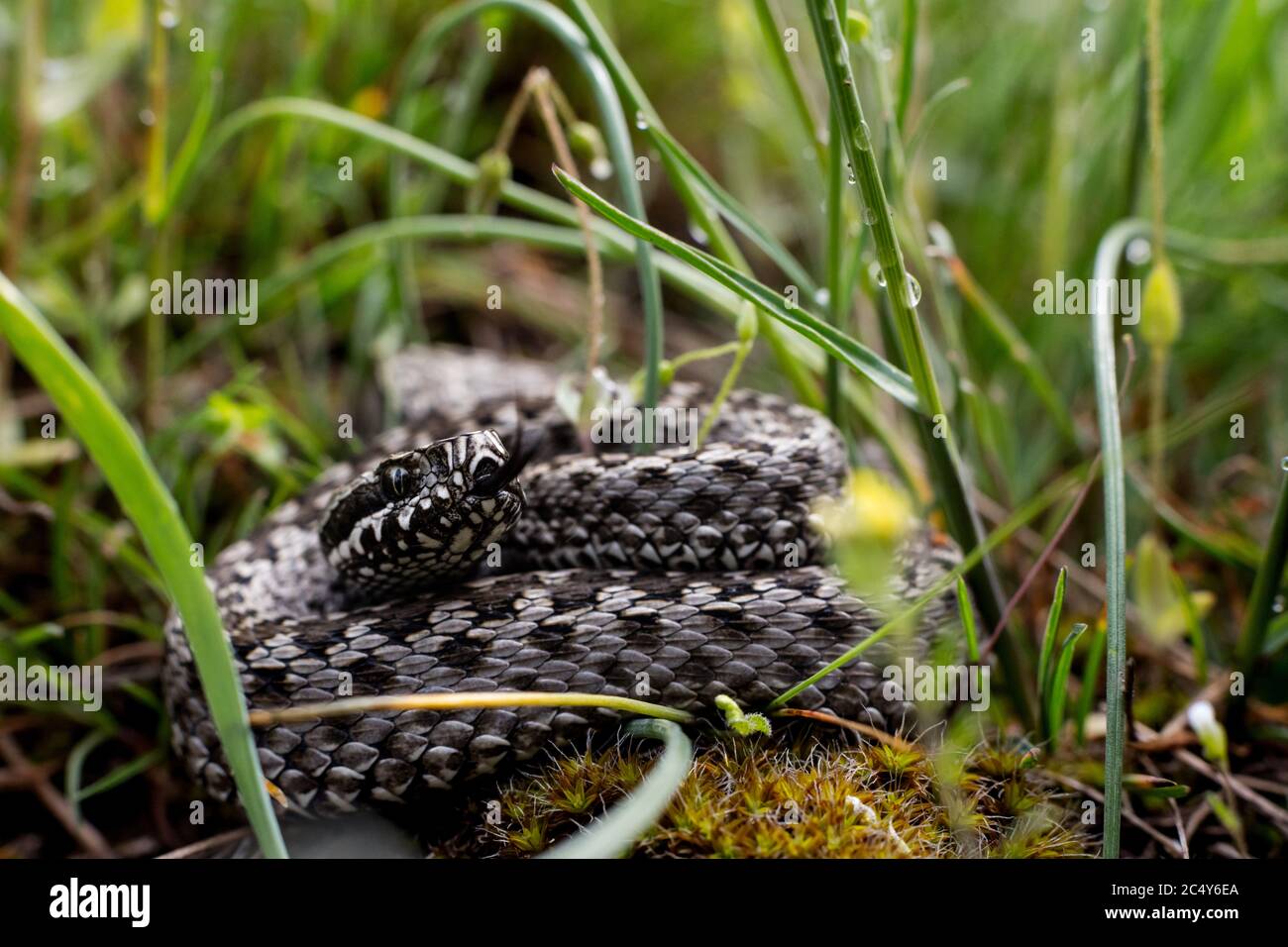 Steppe Viper. poisonous snake. animal in wild habitat Stock Photo - Alamy