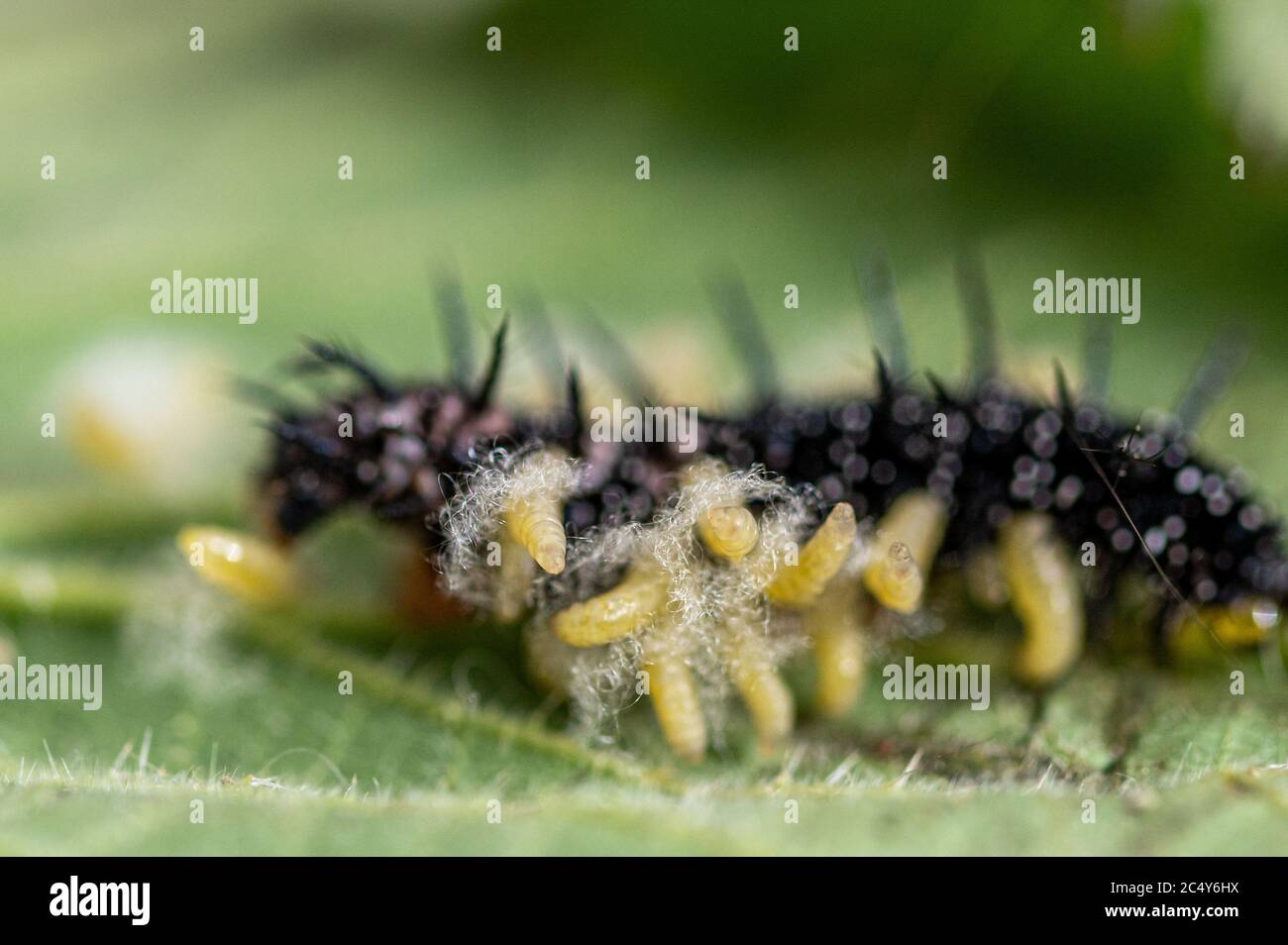 Parasitoid wasp larvae emerging from a live peacock butterfly ...