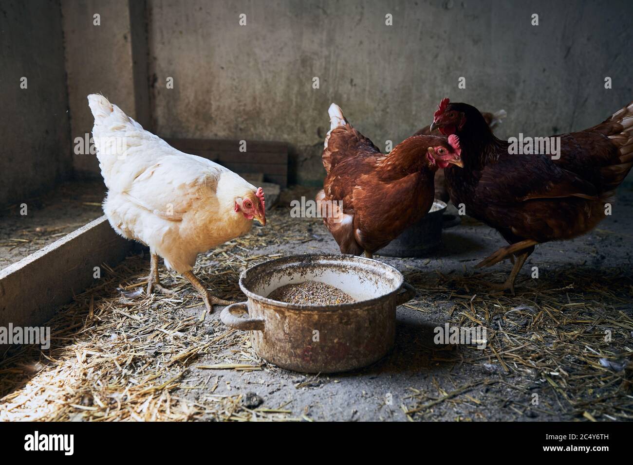 Hens free range hi-res stock photography and images - Alamy