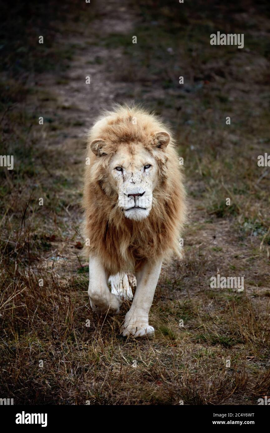 Beautiful White Lion. Caesar in the savanna. scorched grass. Portrait ...
