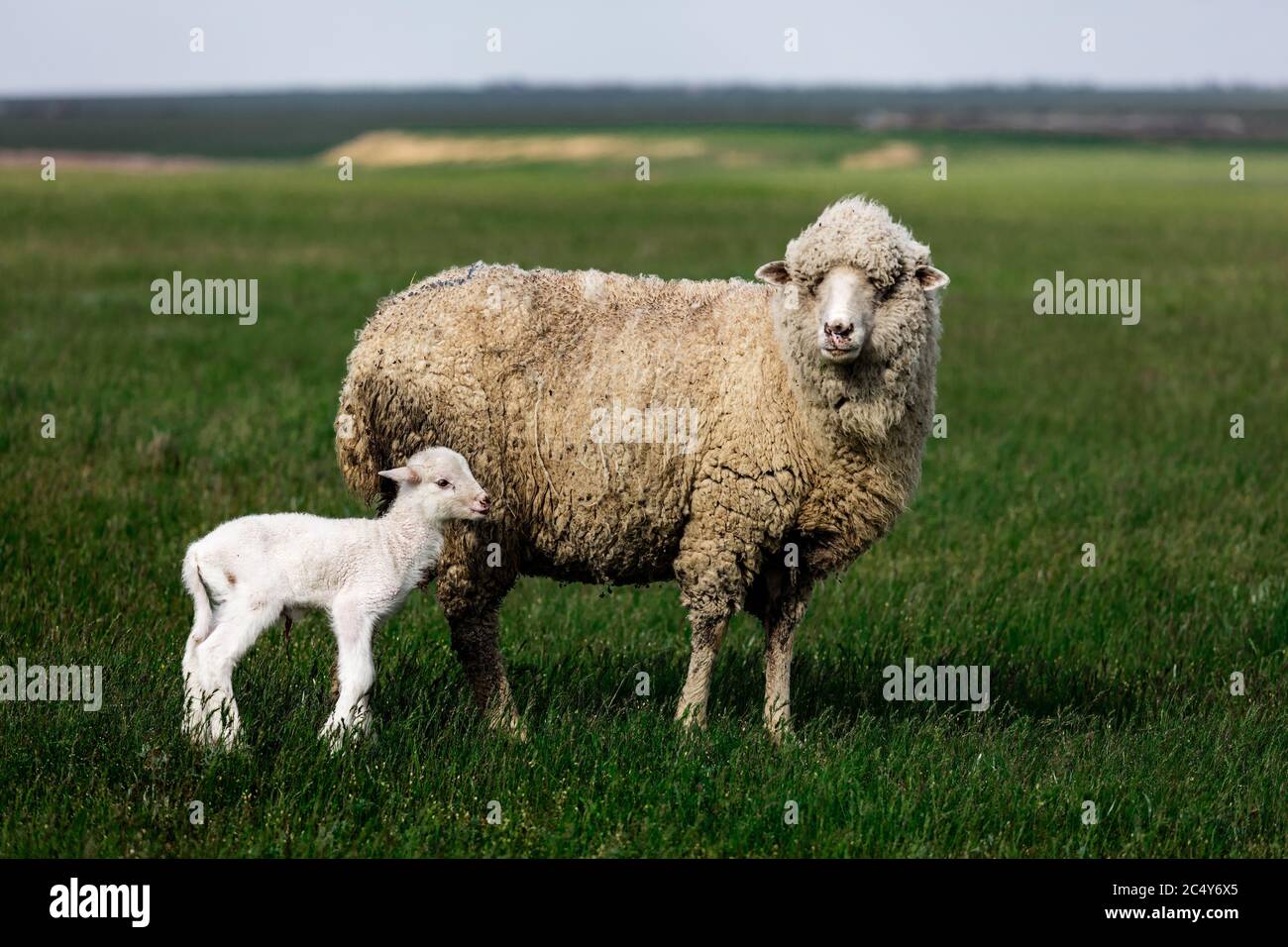 Sheep and newborn lamb. birth of a new life Stock Photo - Alamy
