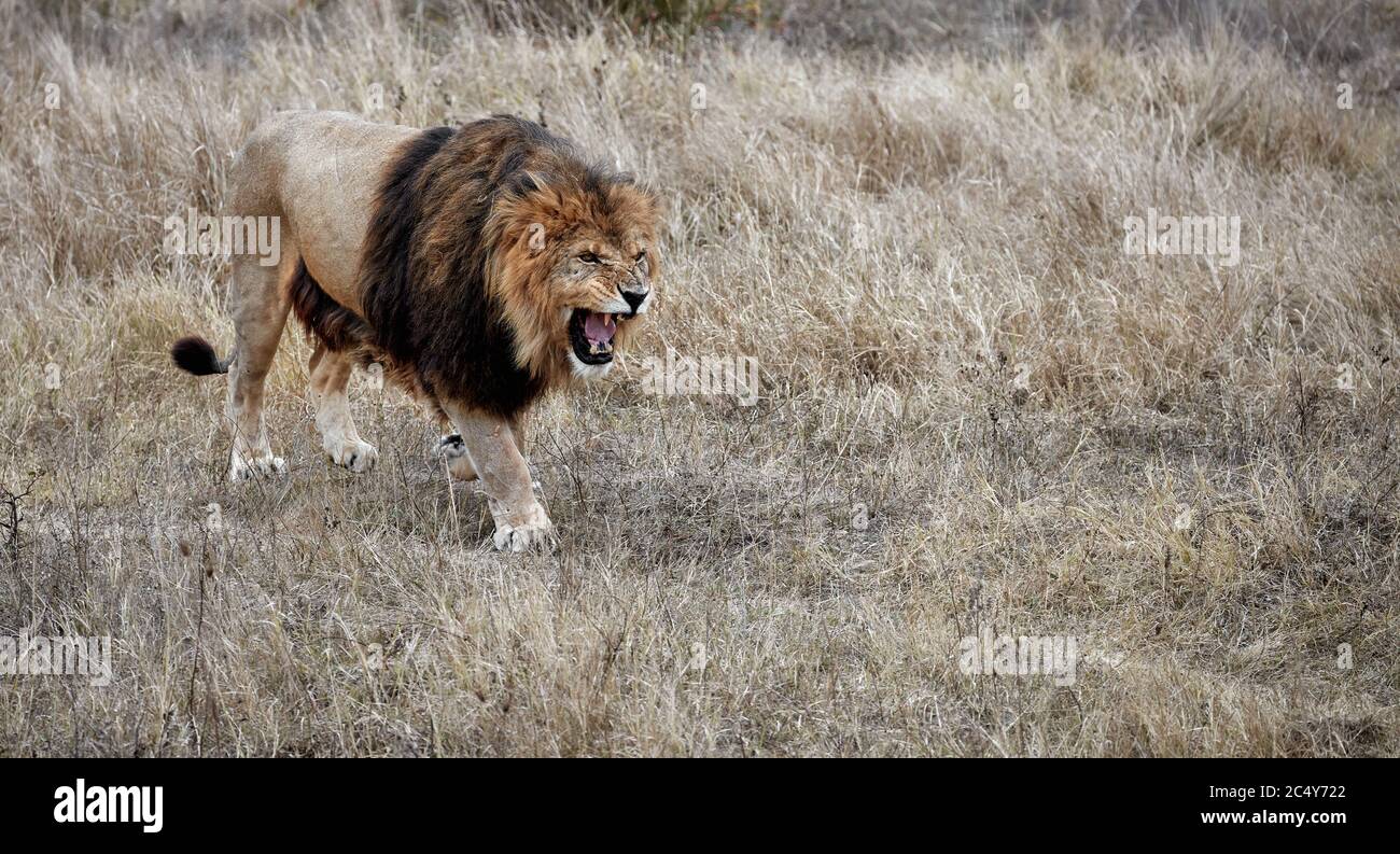 Beautiful Lion Caesar in the savanna. lion's roar. scorched grass ...