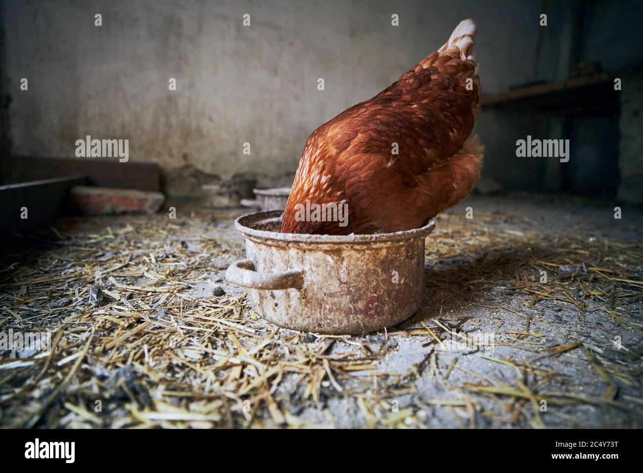 Hen with free range eating from obsolete pot inside small organic farm ...