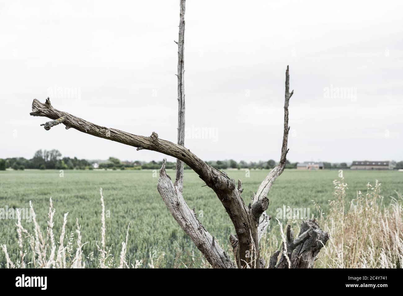 Shallow focus of part of a dead tree destroyed by a lightning strike ...