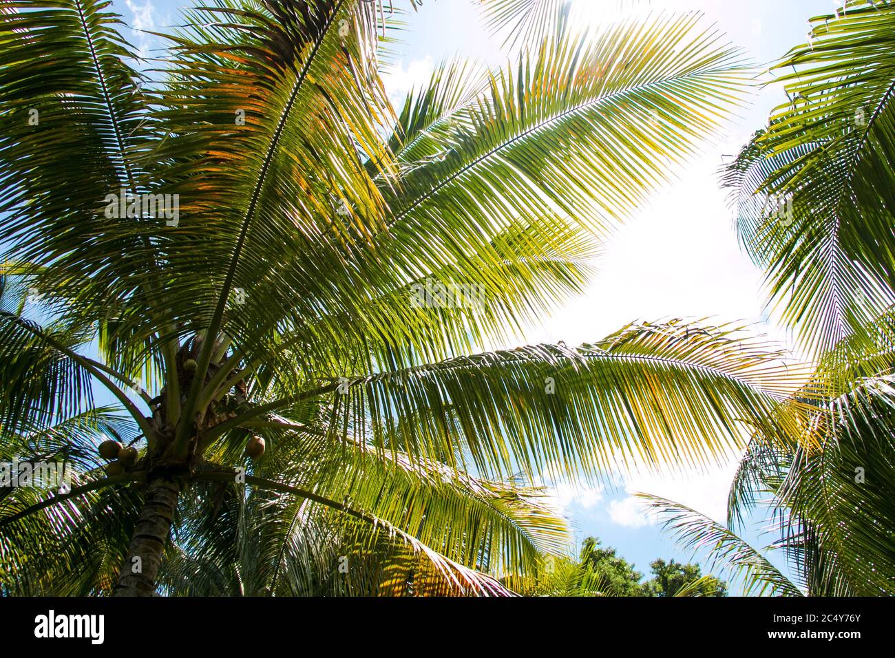 Palm tree prongs hi-res stock photography and images - Alamy