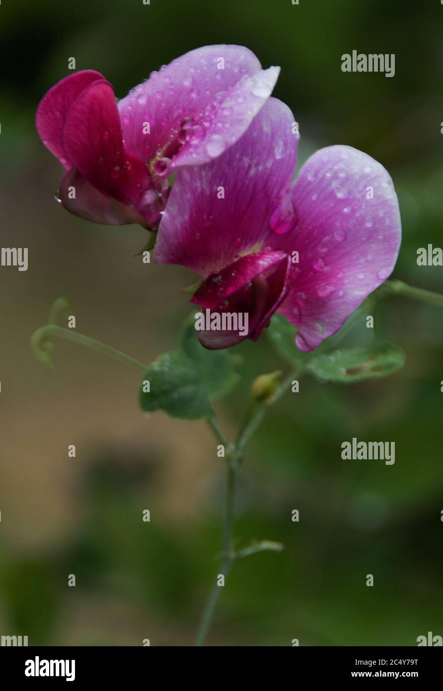 Perennial Sweet Pea High Resolution Stock Photography and Images - Alamy