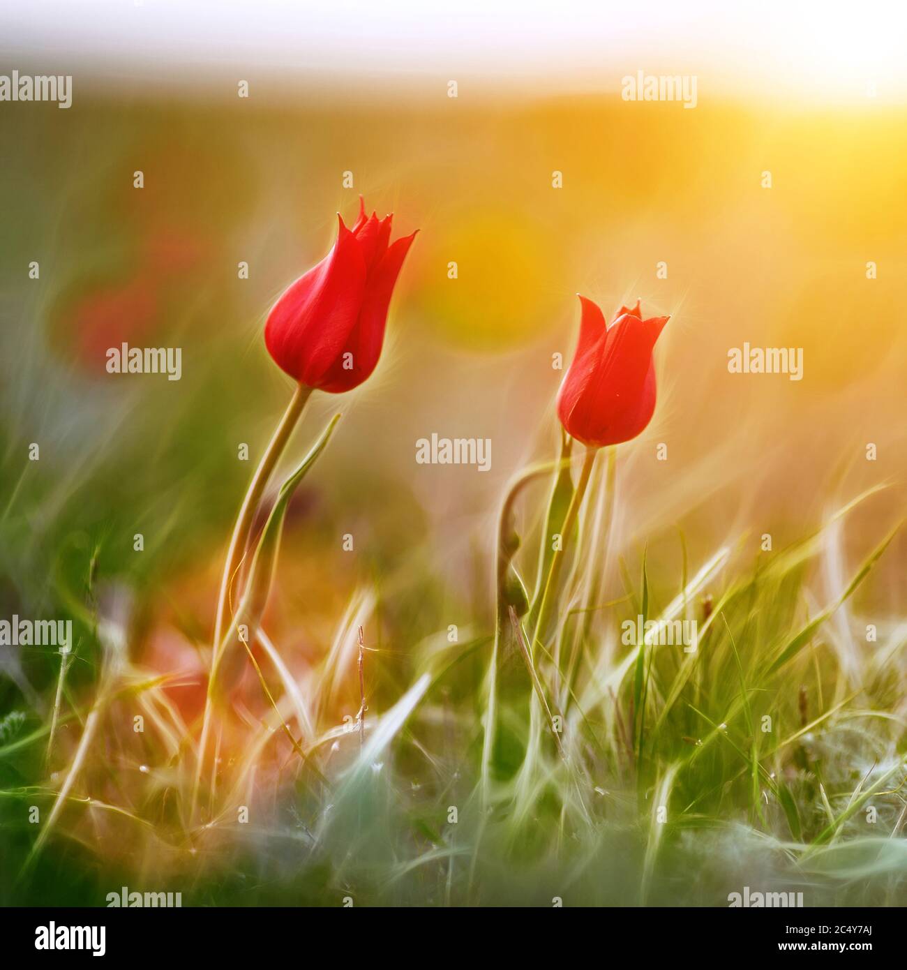 Fields of wild steppe tulips on a cloudy morning. Red wild tulips ...