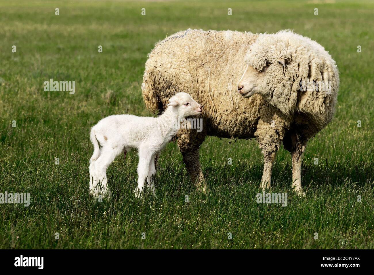 Newborn Suffolk Lamb High Resolution Stock Photography and Images - Alamy