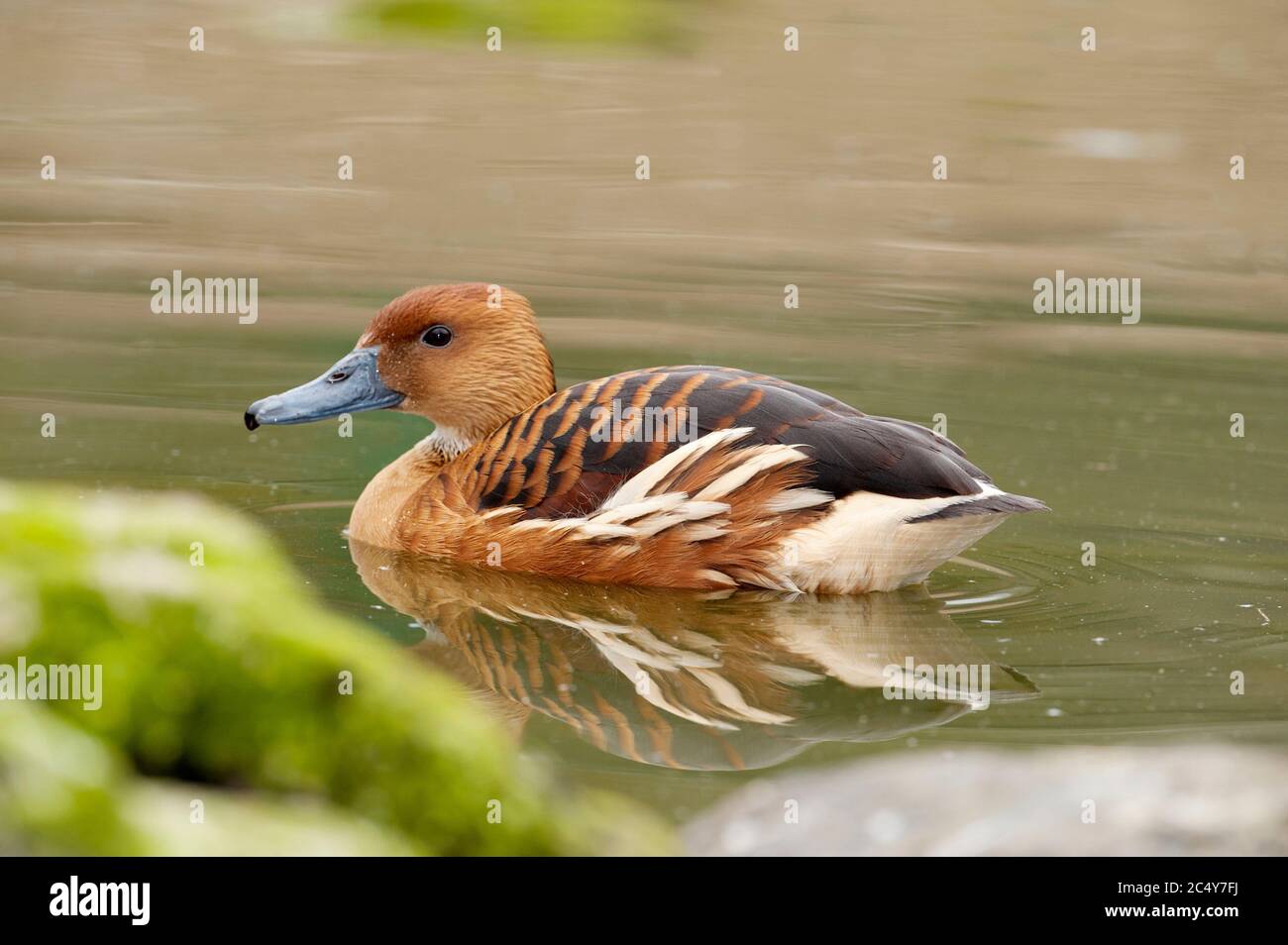 Fulvous whistling duck. Dendrocygna bicolor Stock Photo - Alamy
