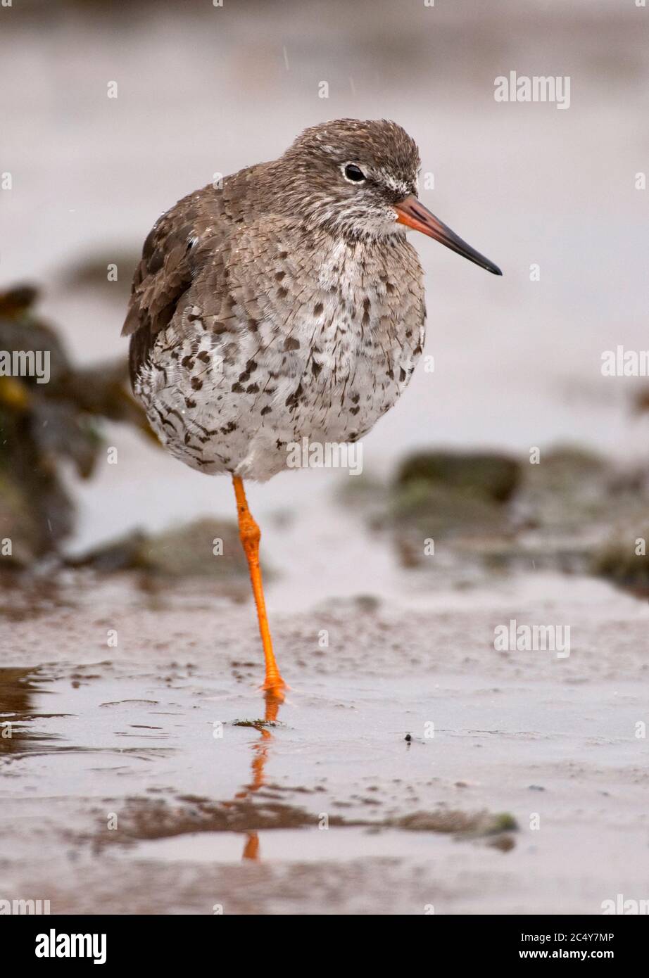Common Redshank. Tringa totanus standing on one leg on wet mud Stock ...