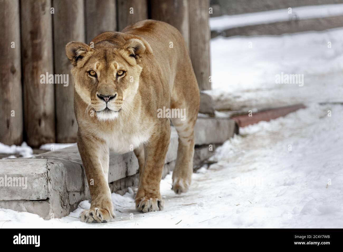 Lioness. portrait of a wild cat. Portrait of a big cat Stock Photo - Alamy