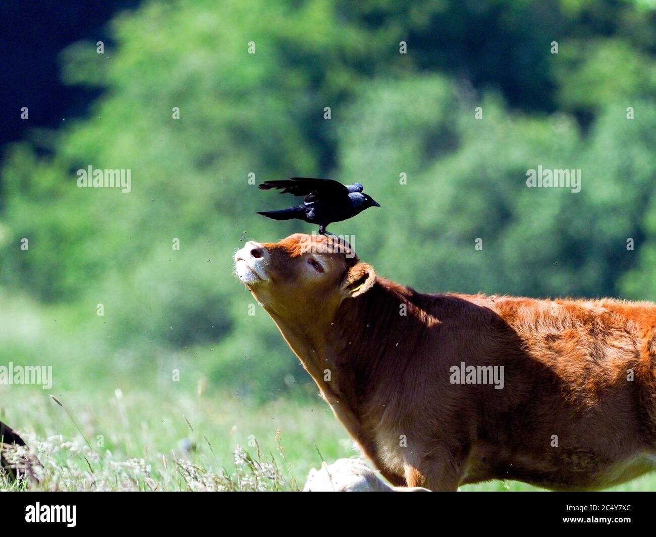 Flies on cattle hi-res stock photography and images - Alamy