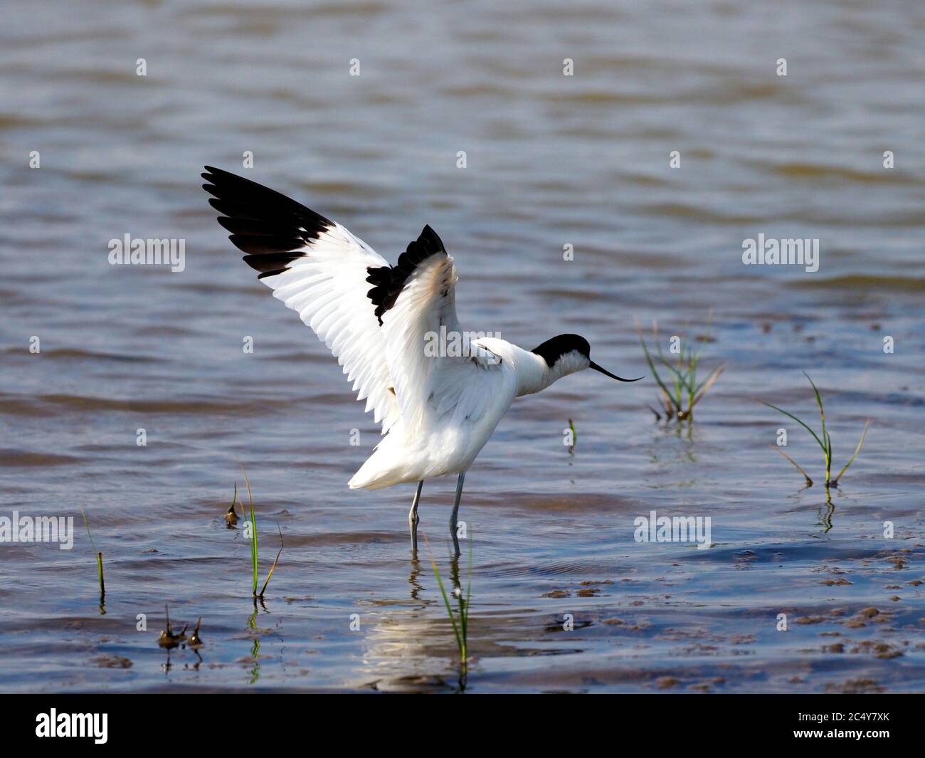 Wing stretching Avocet. Recurvirostra avosetta Stock Photo - Alamy