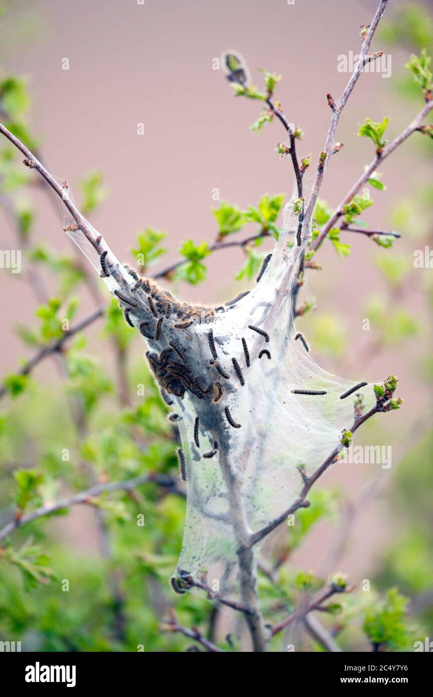 Tent of the Brown-tail Moth. Euproctis chrysorrhoea Stock Photo - Alamy