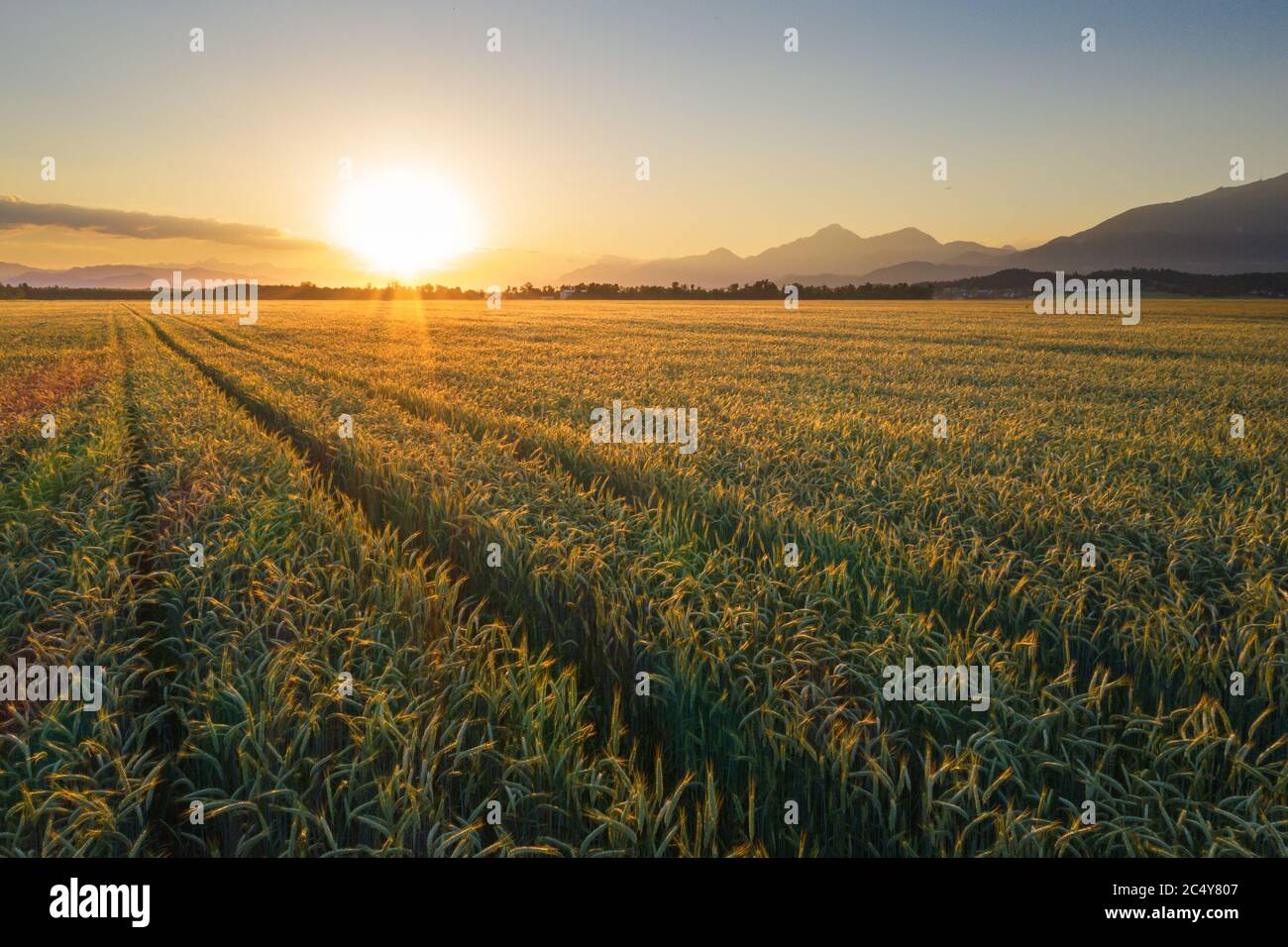 Aerial view of wheat field at summer sunset Stock Photo - Alamy