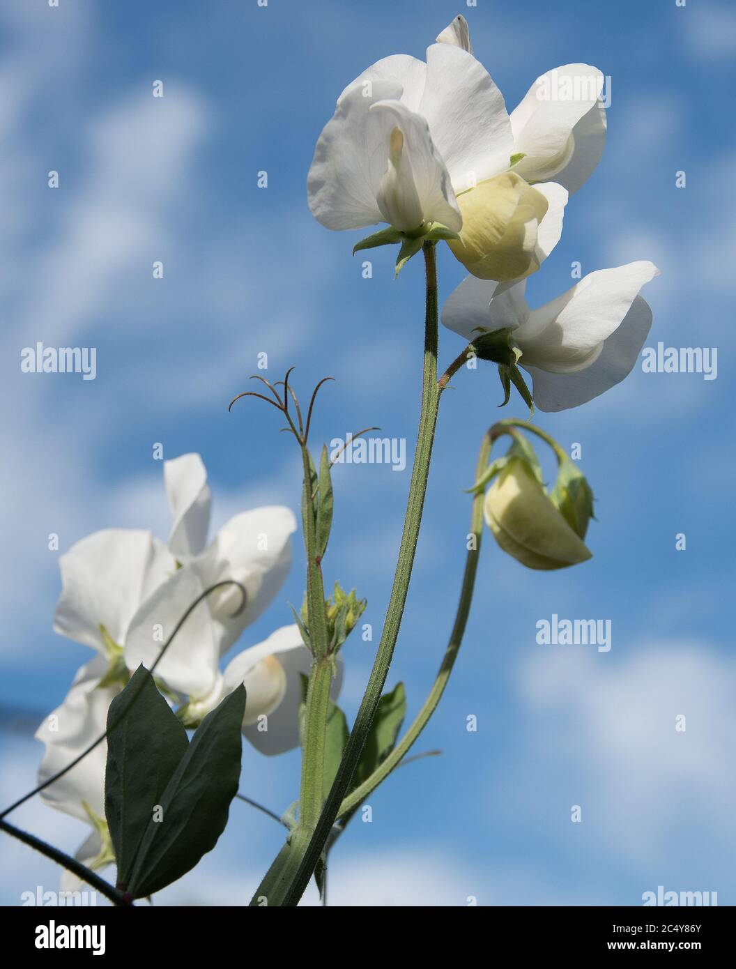 Likely variety royal white hi-res stock photography and images - Alamy