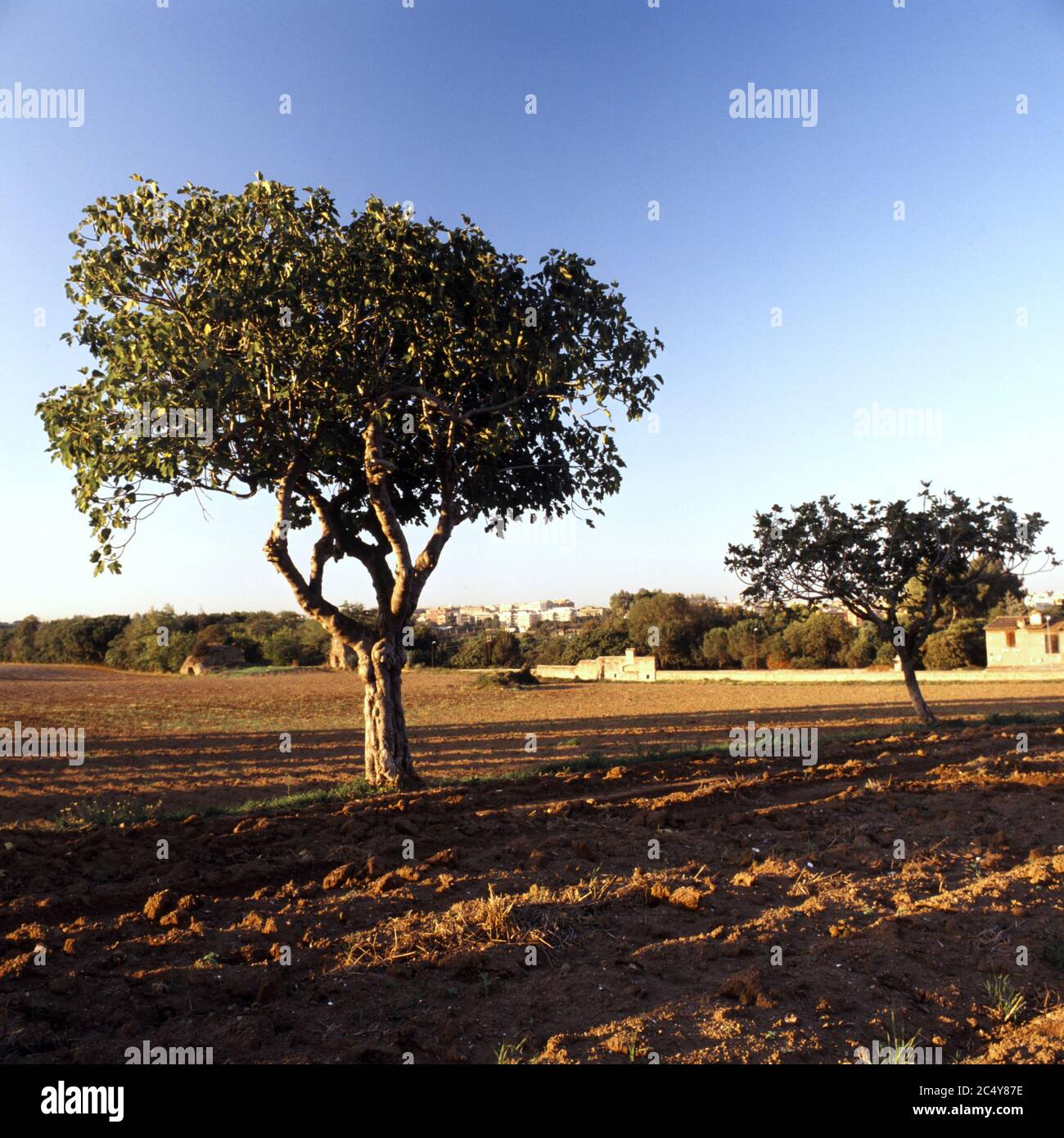Via appia near rome hi-res stock photography and images - Alamy