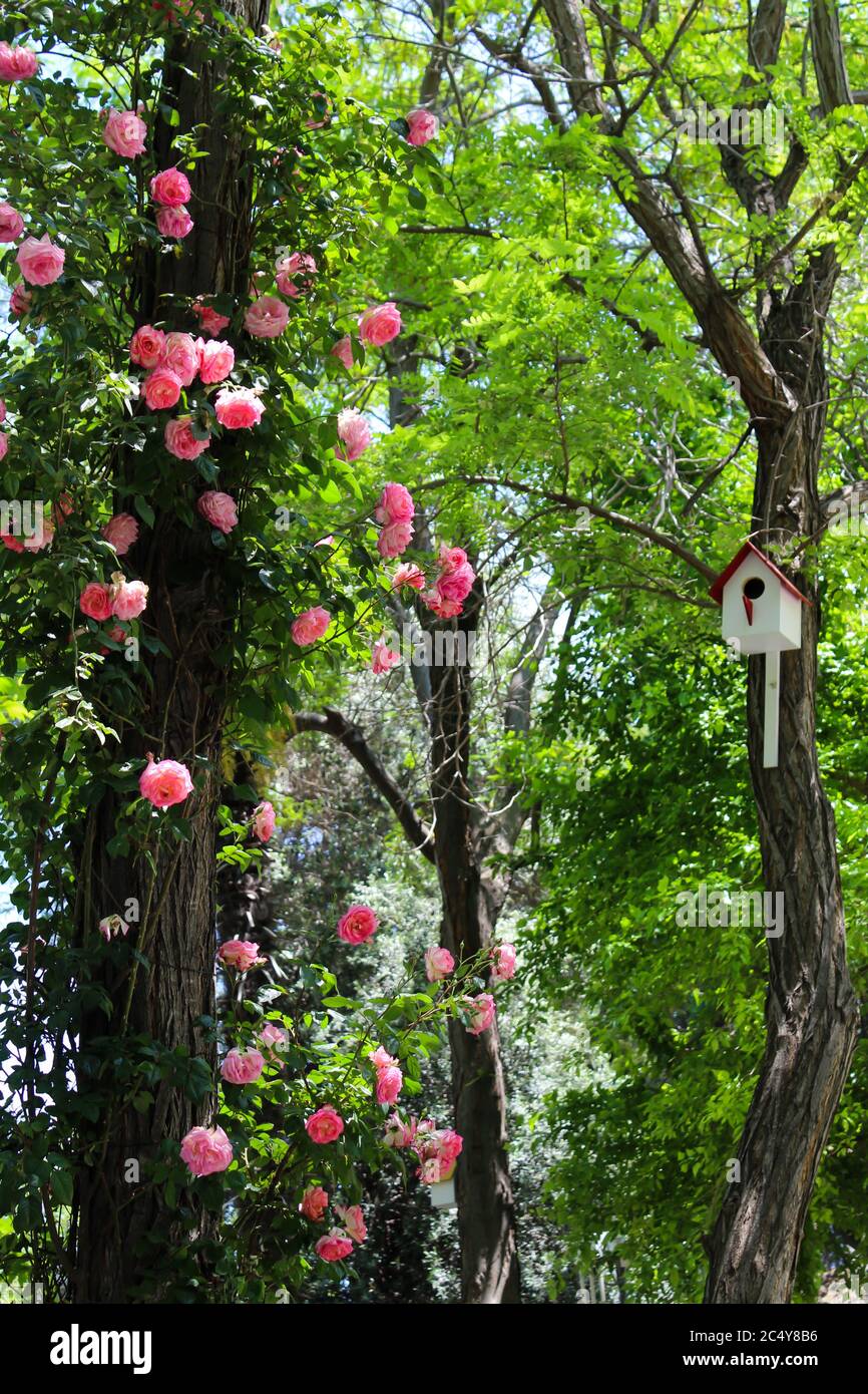 Pink flowers grow in the garden around the greenery Stock Photo - Alamy