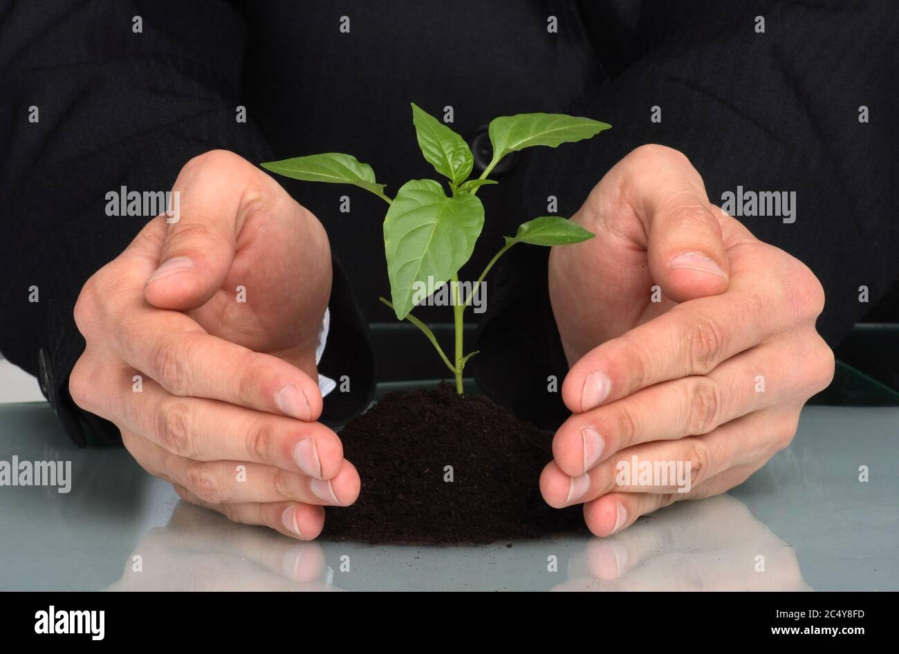 business men a plant between hands Stock Photo - Alamy