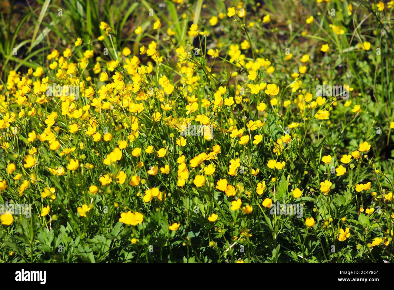 Ranunculus acris meadow buttercup, tall buttercup, common buttercup ...