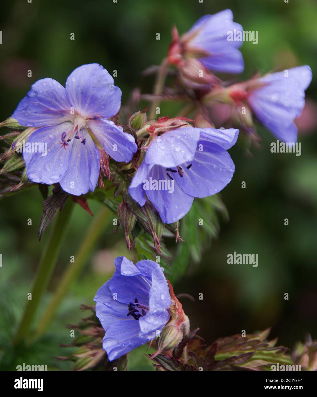 Small Stems High Resolution Stock Photography and Images - Alamy