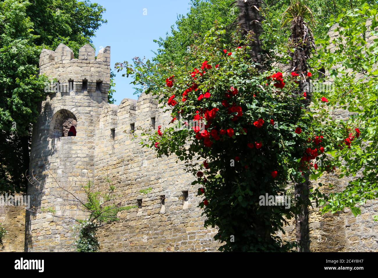Little rose tree hi-res stock photography and images - Alamy
