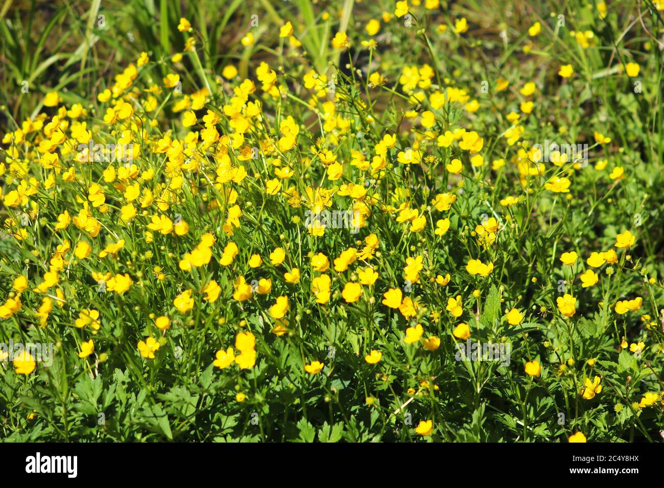 Ranunculus acris meadow buttercup, tall buttercup, common buttercup ...