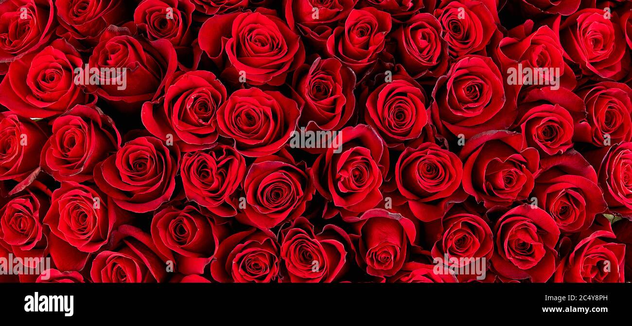Natural red roses background. atmosphere of celebration, love and ...