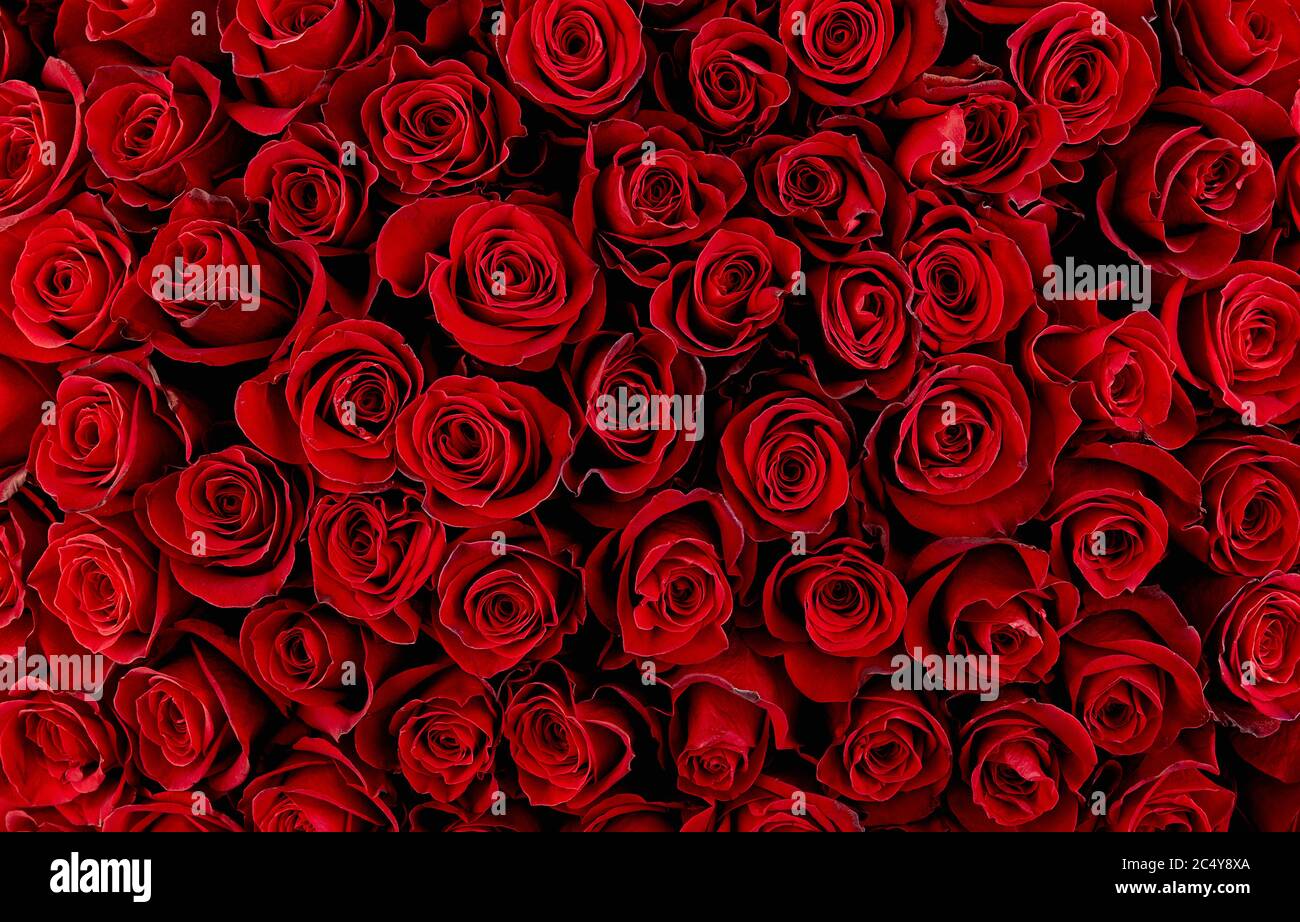 Natural red roses background. atmosphere of celebration, love and ...
