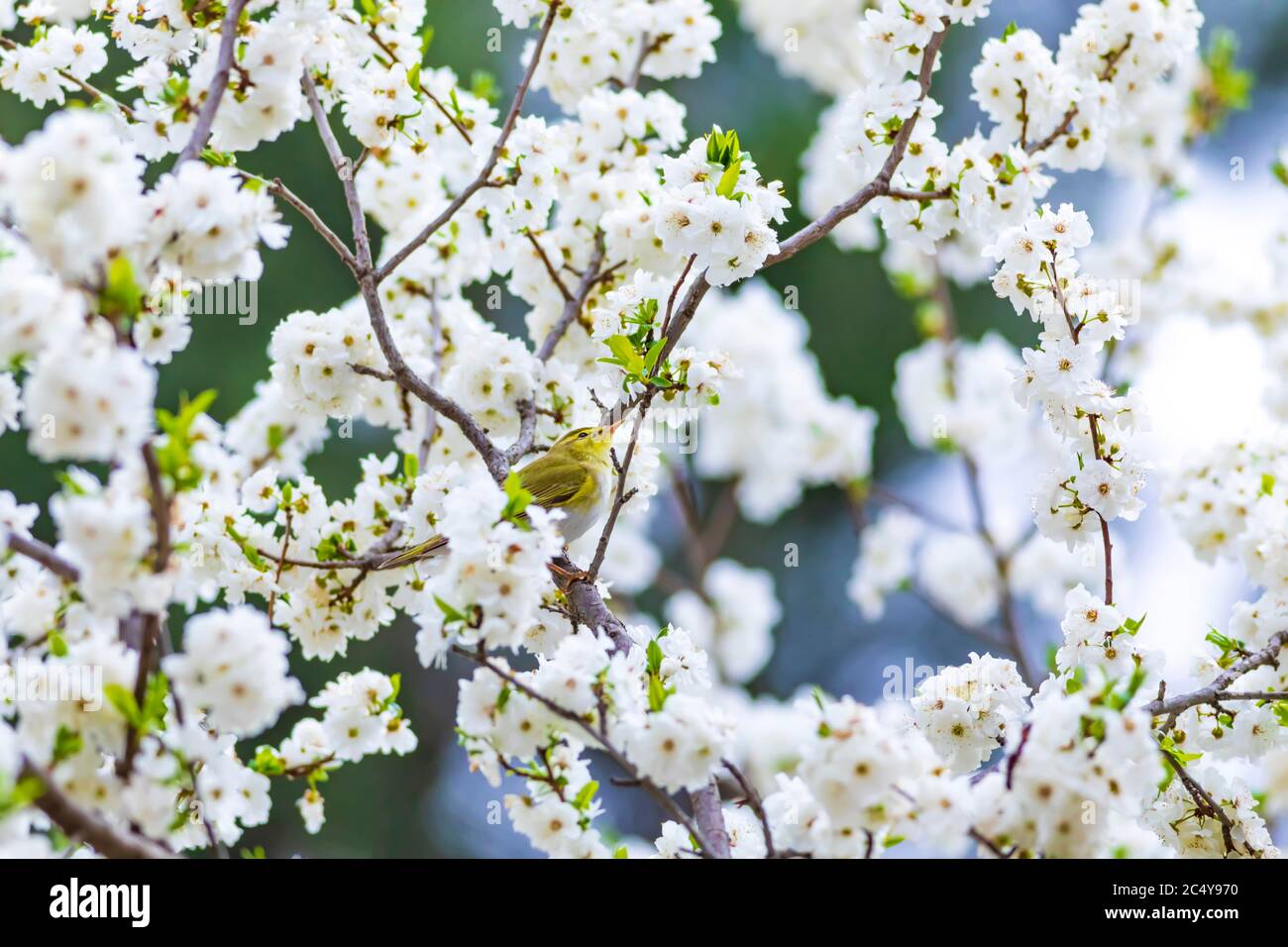 Spring nature and birds. White flowers background. Bird: Willow Warbler ...