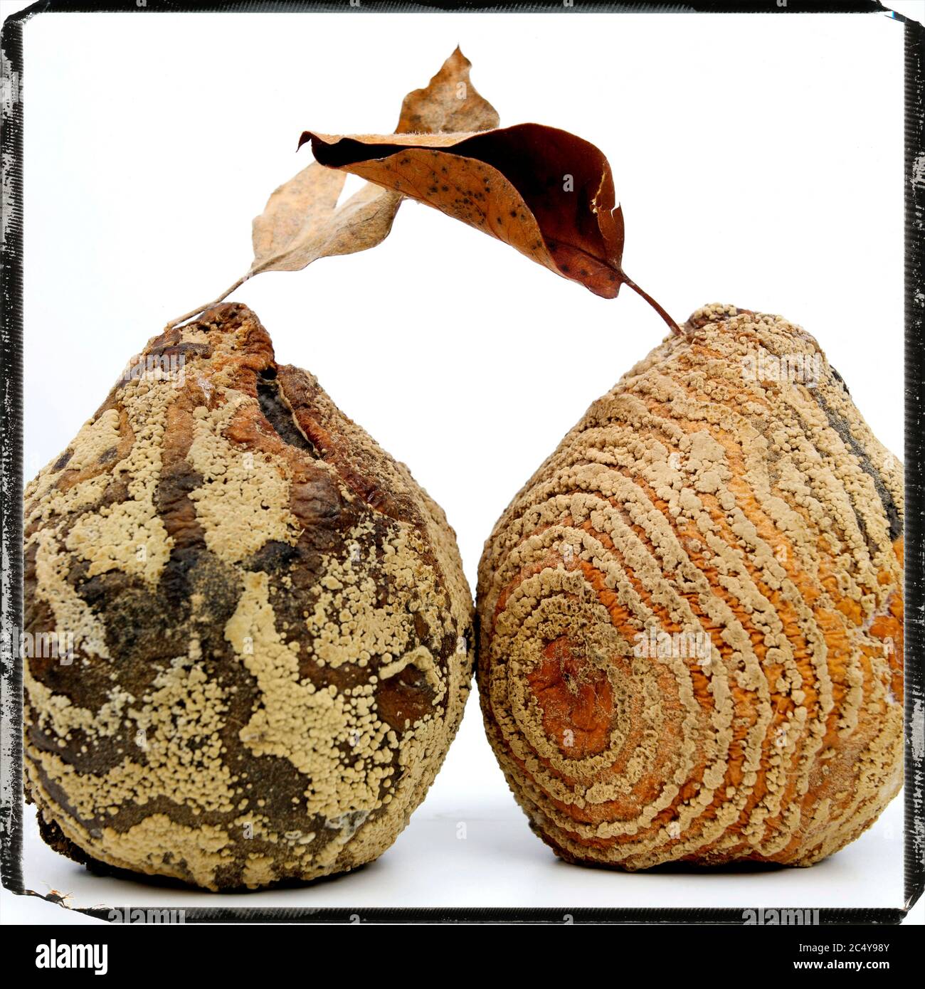 Fruit decomposition hi-res stock photography and images - Alamy