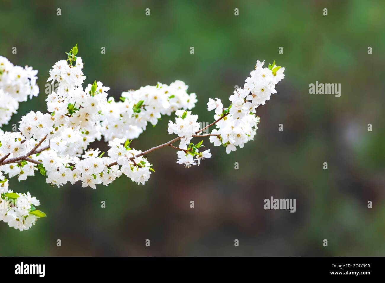 Spring nature. White flowers green nature background Stock Photo - Alamy
