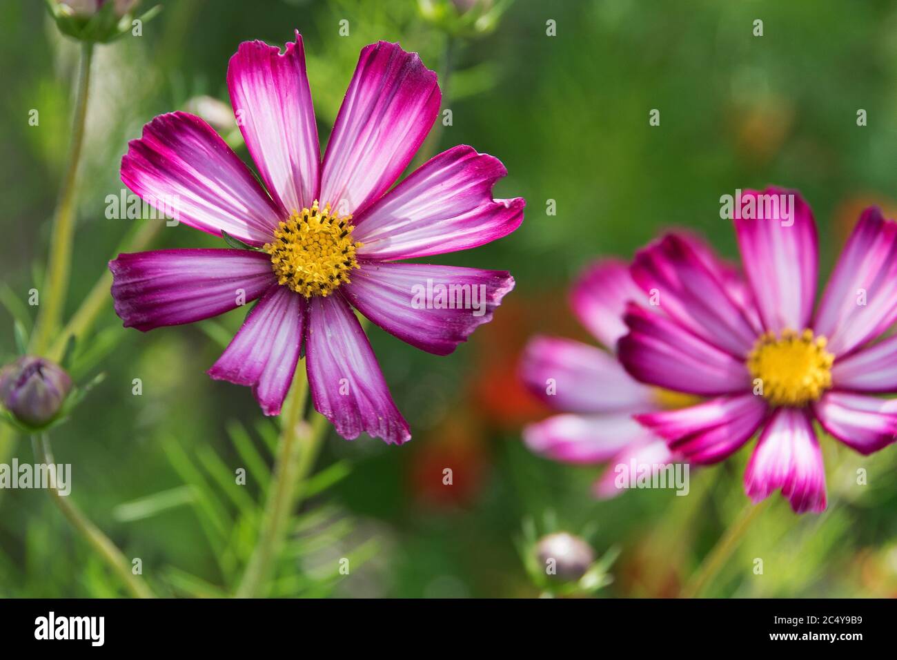 Cosmos bipinnatus 'Cosimo Red-White' Stock Photo - Alamy