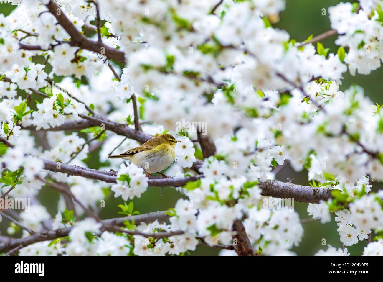 Spring nature and birds. White flowers background. Bird: Willow Warbler ...