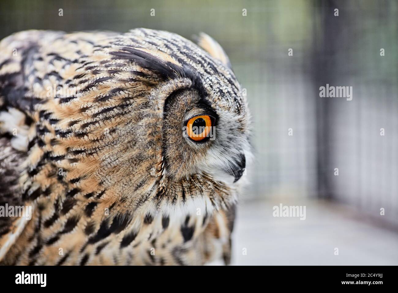 Owl portraits. Owl Look. portrait of an animal Stock Photo - Alamy