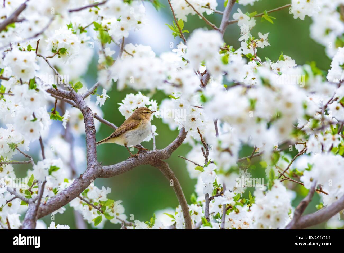 Spring nature and birds. White flowers background. Bird: Willow Warbler ...