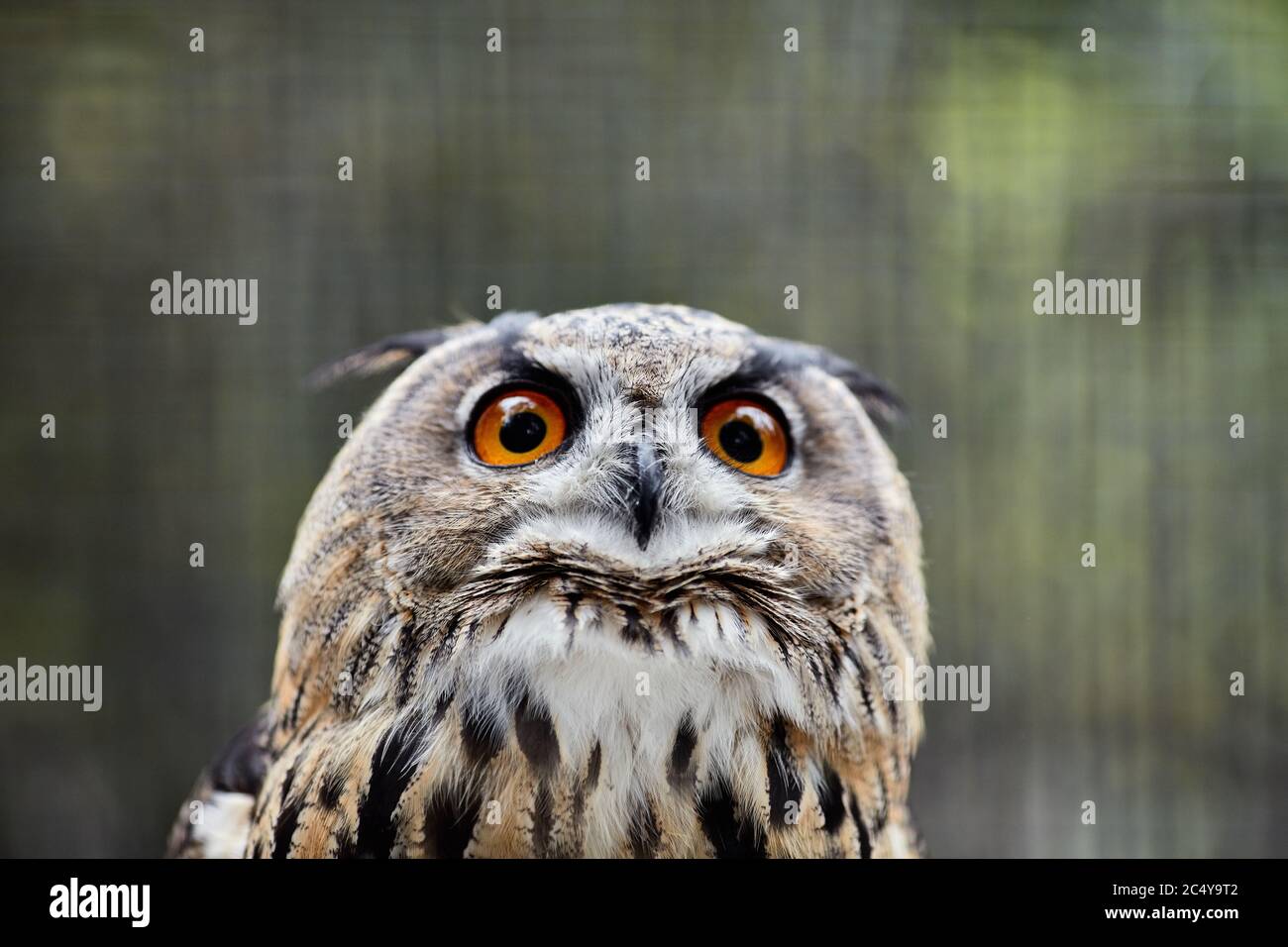 Owl portraits. Owl Look. portrait of an animal Stock Photo - Alamy