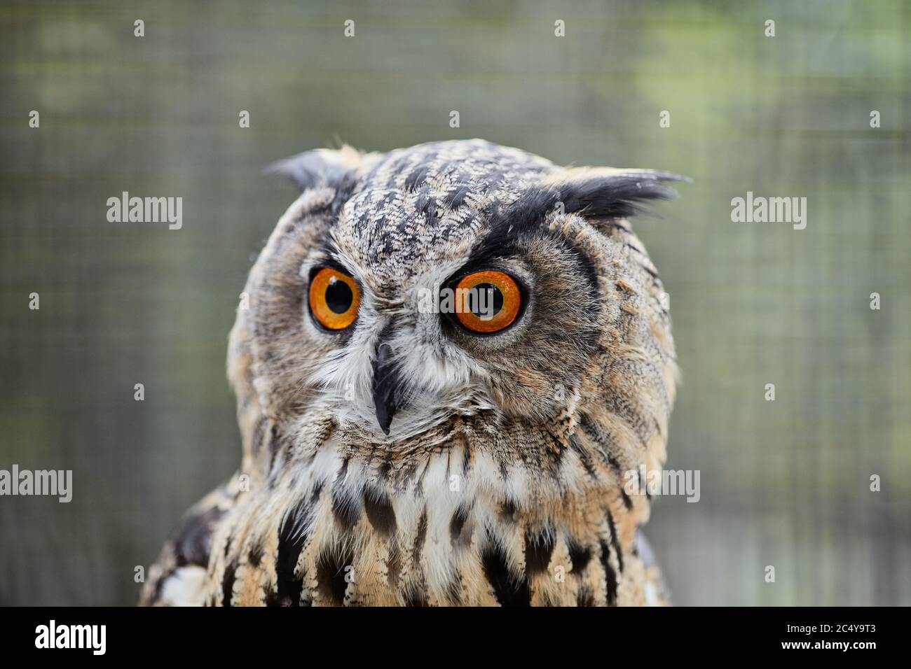 Owl portraits. Owl Look. portrait of an animal Stock Photo - Alamy