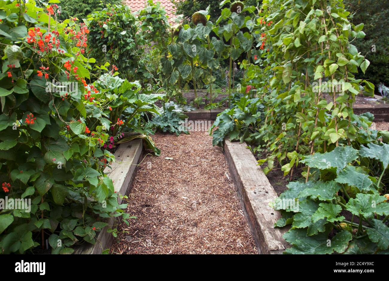 Raised vegetable beds Stock Photo - Alamy