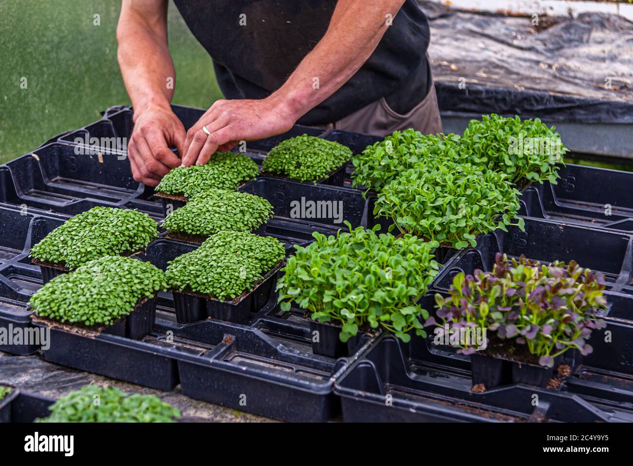 In the greenhouses of Roscoff. Food Tour with Michelin Star Chef Loic ...
