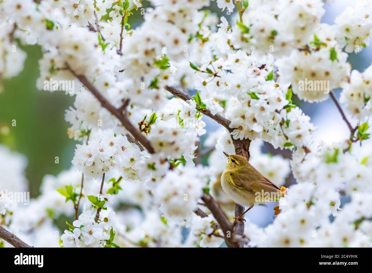 Spring nature and birds. White flowers background. Bird: Willow Warbler ...