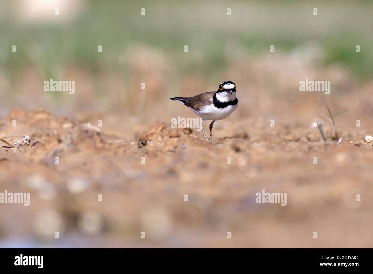 Cute bird plover. Nature background. Little Ringed Plover. Charadrius ...
