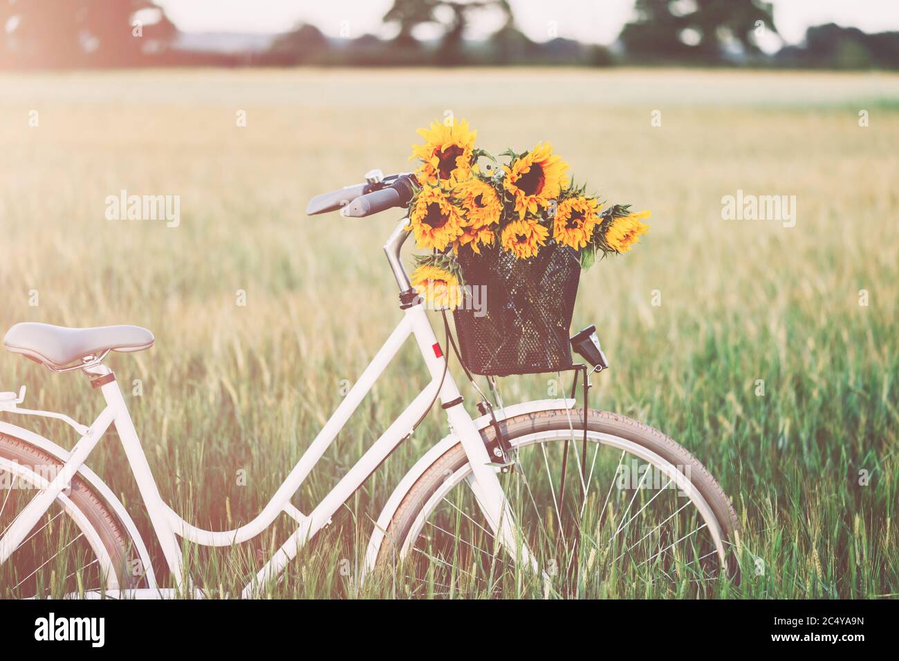Vintage bicycle with sunflowers Stock Photo - Alamy