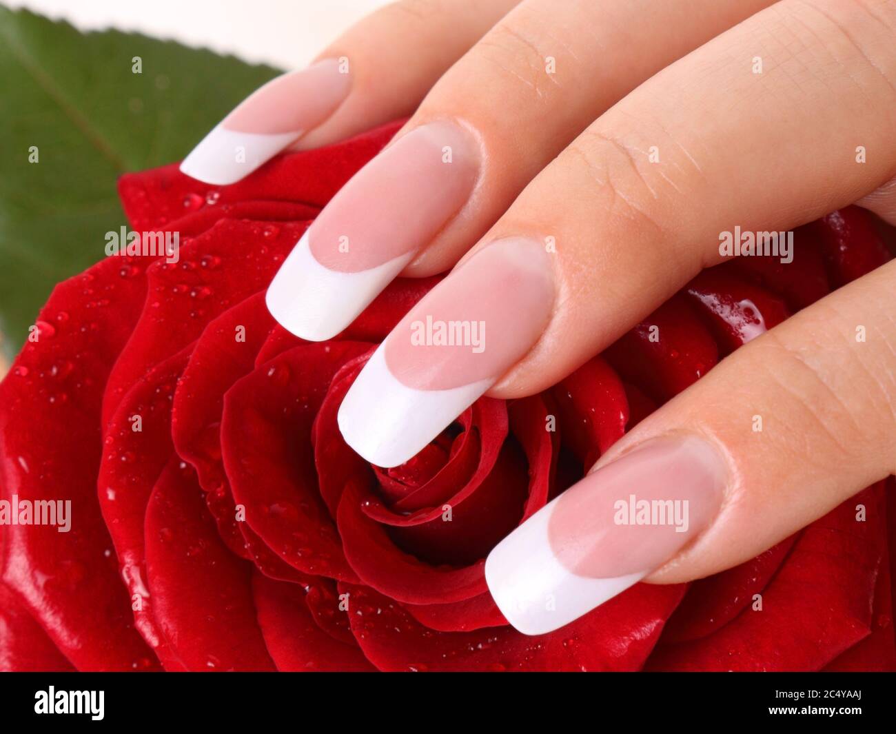 Woman's hand holding rose Stock Photo - Alamy